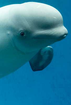 Rescate del bebé beluga (Series): Rescate del bebé beluga E01 ...